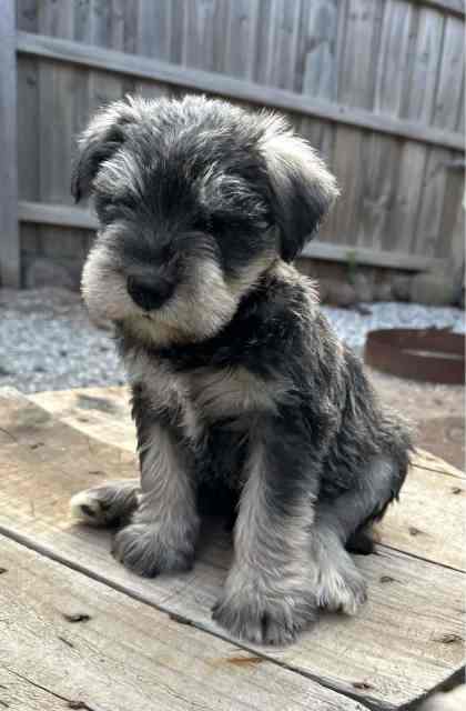 Pure Bred Mini Schnauzers | Dogs & Puppies | Gumtree Australia Bendigo ...