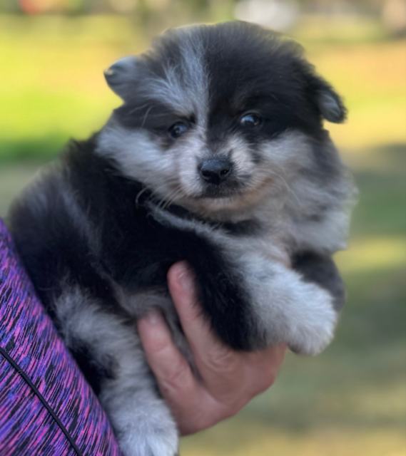 Pomeranian babies | Dogs & Puppies | Gumtree Australia Hawkesbury Area ...