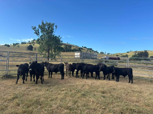 FOR SALE: 12 Angus Steers | Livestock | Gumtree Australia Toowoomba ...