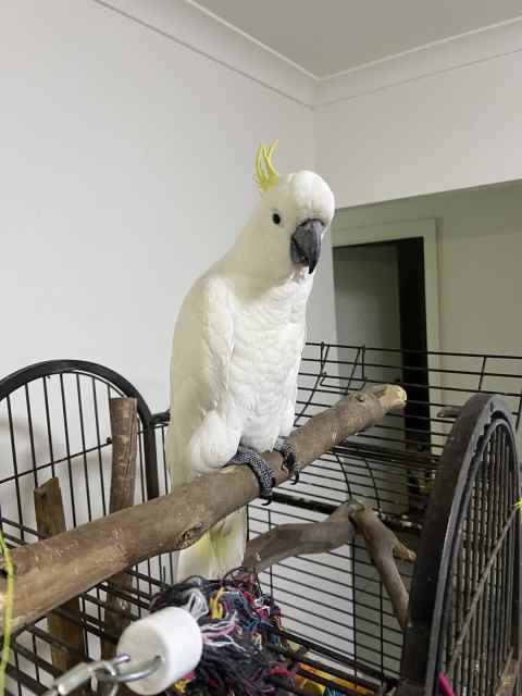 Cockatoo semi tamed with Big Cage | Birds | Gumtree Australia Wyndham ...