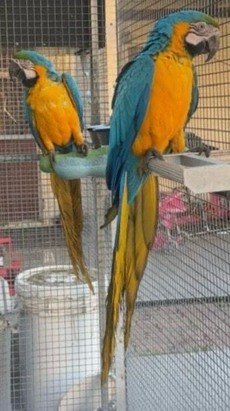 Macaw (BREEDING PAIR) | Birds | Gumtree Australia Canterbury Area - Lakemba | 1332913256