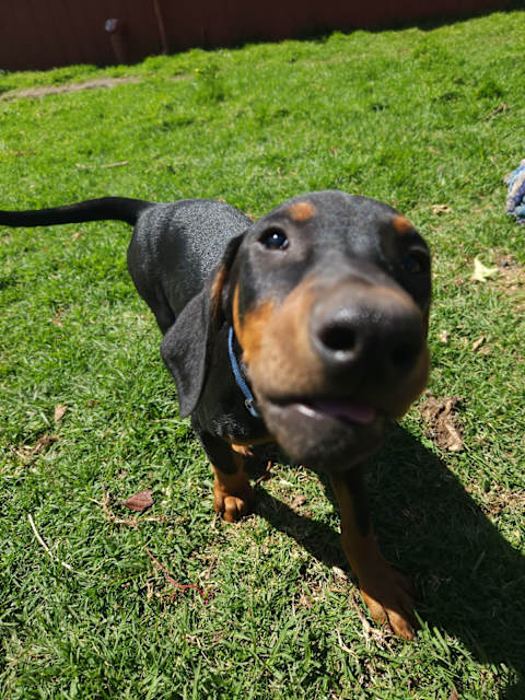 Pure-bred Doberman Puppies | Dogs & Puppies | Gumtree Australia ...