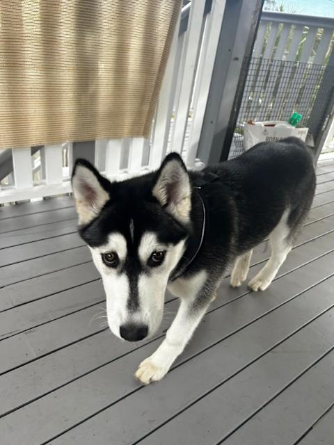 Puppy. Siberian Husky | Dogs & Puppies | Gumtree Australia Logan Area ...