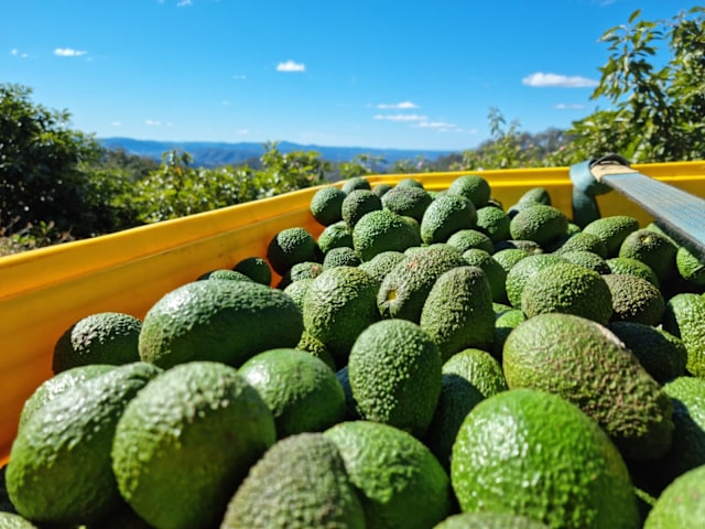 Farm Hand (Avocado Picking) | Horticulture | Gumtree Australia Port ...