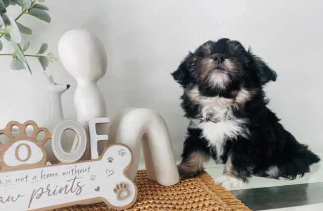 Toy poodle japoodle puppies | Dogs & Puppies | Gumtree Australia ...