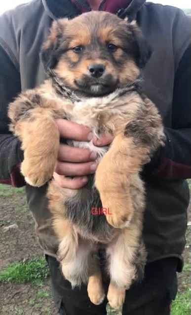 Kelpie x Smithfield Puppies | Dogs & Puppies | Gumtree Australia Sorell ...