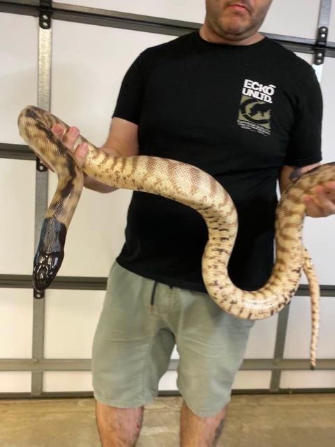 2x Black Headed Python’s 3 x Diamond Pythons | Reptiles & Amphibians ...