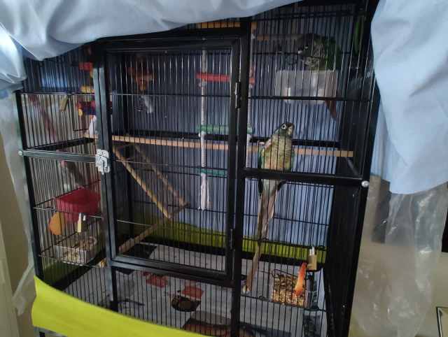 Conures x 2 plus cage Garfield Vic | Birds | Gumtree Australia Cardinia ...