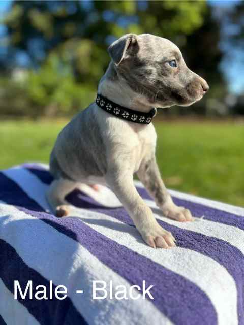 Purebred Whippet Pups | Dogs & Puppies | Gumtree Australia Port ...