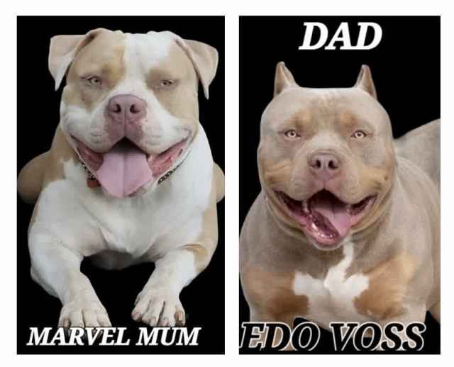 **8wks & ready**AMERICAN BULLY PUP/PUPS/PUPPIES!!! XL PETTIGREE-ABKC ...