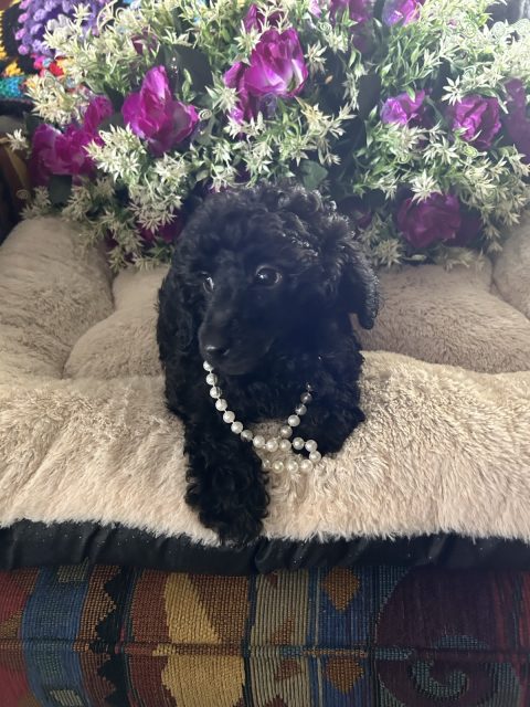 Toy Poodle Male DNA Clear | Dogs & Puppies | Gumtree Australia ...