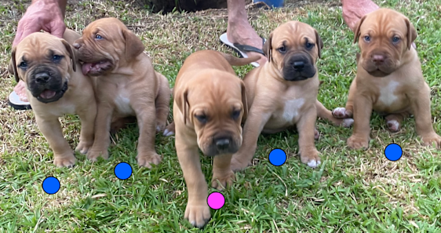 Mastiff/ Great Dane Puppies - Available from 7 May | Dogs & Puppies ...