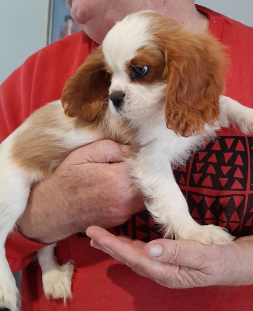Pedigree Cavalier King Charles Male puppies DNA clear | Dogs & Puppies ...