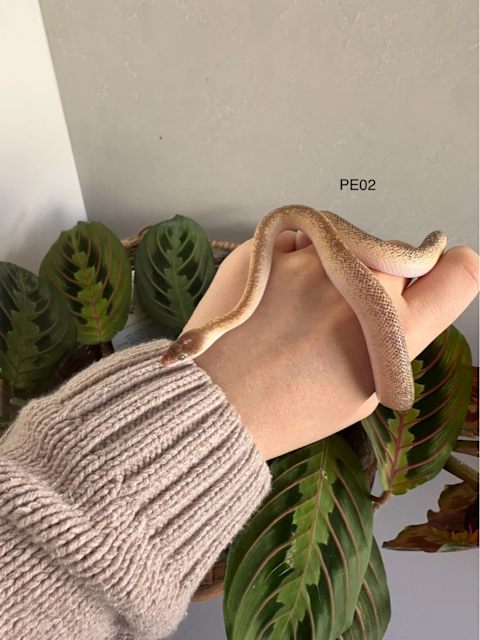 Yearling Marbled Children’s Pythons | Reptiles & Amphibians | Gumtree ...