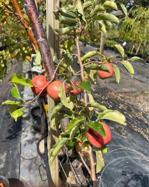 Limited Time Offer for All Backyard Range Plants NethPlant-Clyde ...