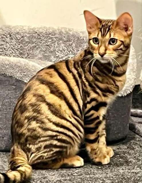 Purebred Toyger Kitten - Registered Breeder | Cats & Kittens | Gumtree ...
