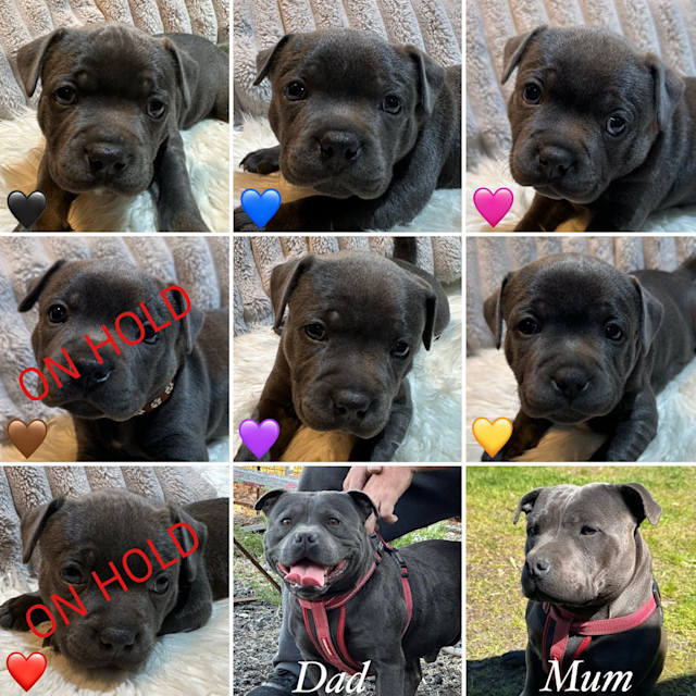 ANKC Pedigree Blue English Staffordshire Bull Terrier Puppies | Dogs ...