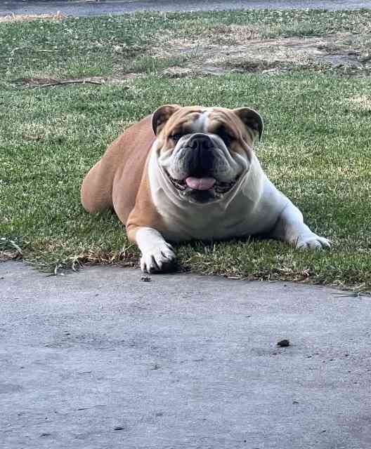 Looking For Her Forever Home: Meet Remy! | Dogs & Puppies | Gumtree ...