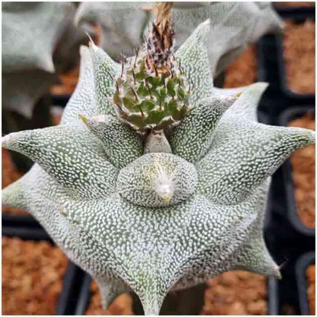 Astrophytum coahuilense Hakuran Kikko original 10 seeds rare cactus ...