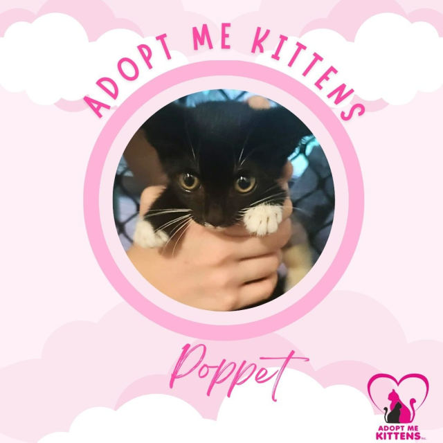 POPPET, F, 1/10/24, CAT/KITTEN ADOPTION, ADOPT ME KITTENS CAIRNS | Cats ...
