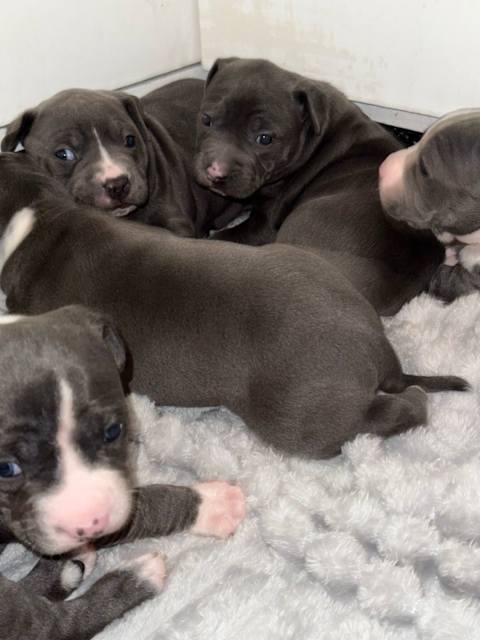 Beautiful American Staffy Puppy 💙 | Dogs & Puppies | Gumtree Australia ...