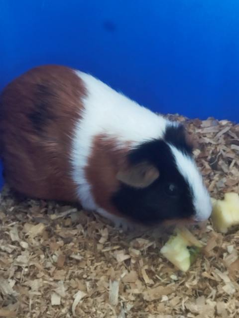 Guinea pigs | Other Pets | Gumtree Australia Maroochydore Area ...