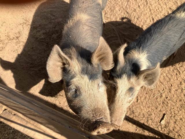 Berkshire and Berkshire x pigs | Livestock | Gumtree Australia York ...