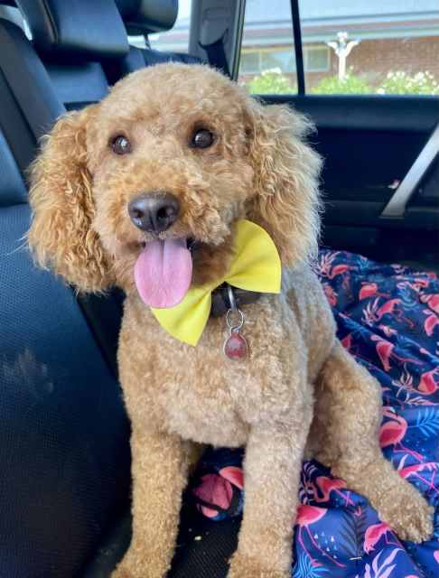 Purebred Miniature Poodle Male for rehoming | Dogs & Puppies | Gumtree Australia Wollondilly ...