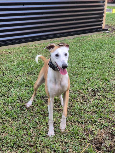 Whippet Pure Bred 15 months old | Dogs & Puppies | Gumtree Australia ...