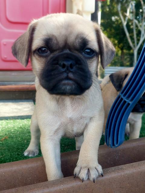 Jug (jack russell x pug) puppies | Dogs & Puppies | Gumtree Australia ...