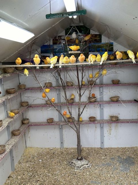 Colourful Canaries | Birds | Gumtree Australia Hume Area - Mickleham ...