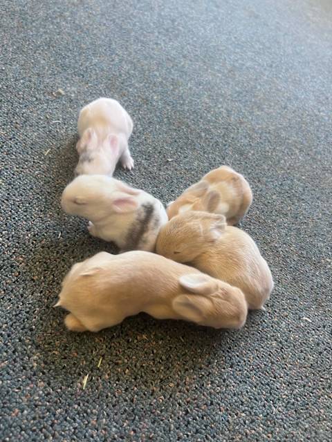 Mini lop bunny rabbits for sales | Rabbits | Gumtree Australia Wanneroo ...