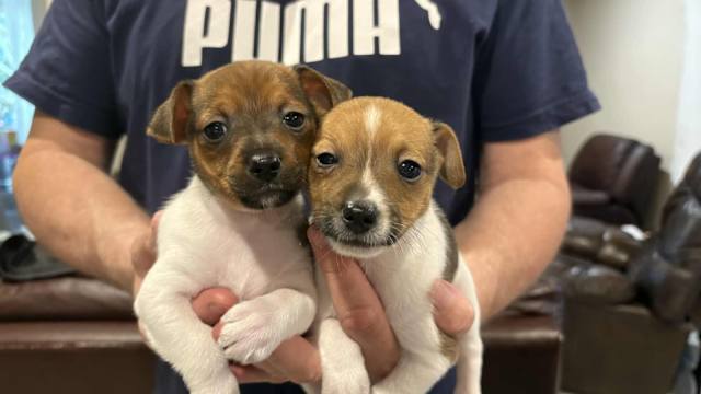 Purebred Mini Foxies | Dogs & Puppies | Gumtree Australia Hawkesbury ...