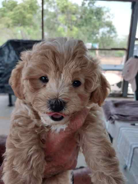 Paula Vassallo | Dogs & Puppies | Gumtree Australia Finniss Area ...