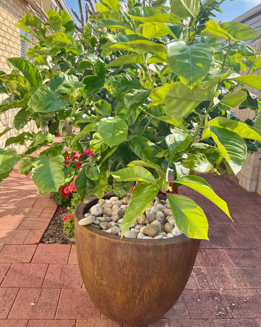Large Eureka lemon tree in pot - Plants in Wannanup WA | Gumtree Australia
