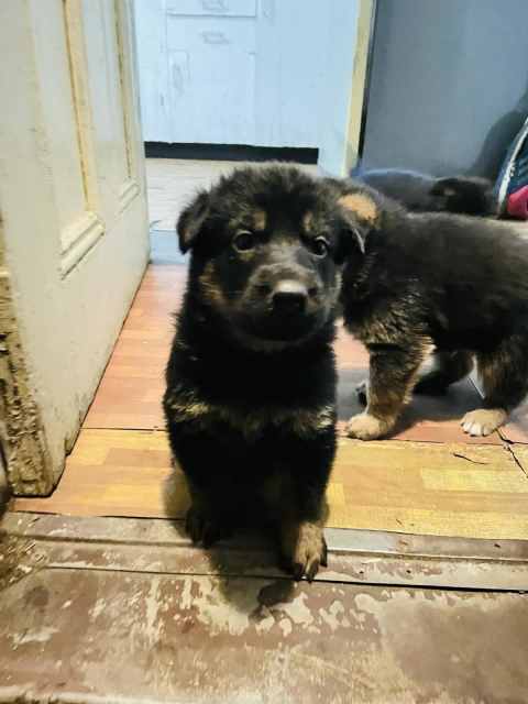 Puppies for sale | Dogs & Puppies | Gumtree Australia Auburn Area ...