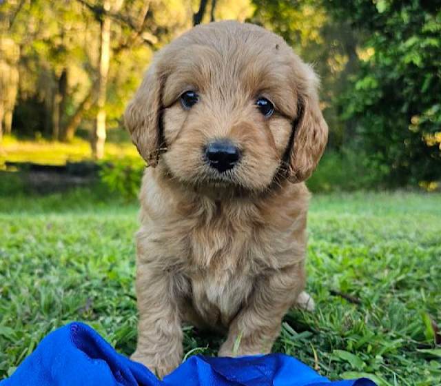 Mini labradoodle puppies ready now 🐾 multi gen | Dogs & Puppies ...