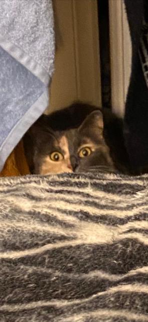 GORGEOUS FEMALE TORTOISE SHELL RAGDOLL CROSS CAT | Cats & Kittens ...