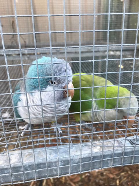 QUAKER BREEDING PAIRS LUTINO/PALID BLUE / GREEN | Birds | Gumtree ...
