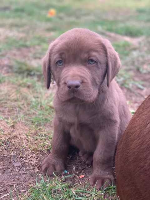 Purebred Labrador Puppies | Dogs & Puppies | Gumtree Australia Murray ...