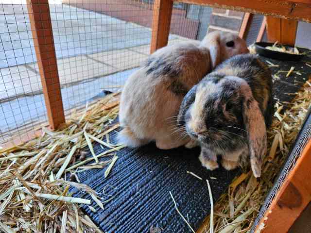 2 Cute Harlequin Mini Lop Bunnies | Rabbits | Gumtree Australia Wyndham ...