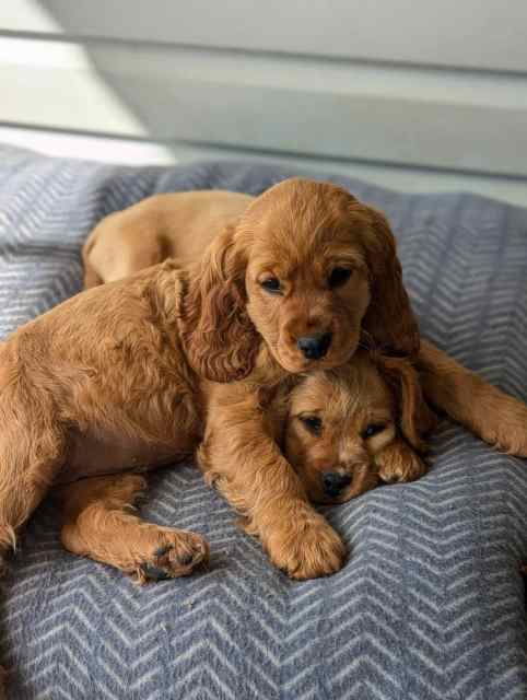 Cocker Spaniel X Puppies | Dogs & Puppies | Gumtree Australia Gungahlin ...