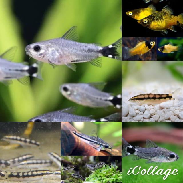 Hastatus Cory bumblebee platy chain loach Aquarium plants and more ...