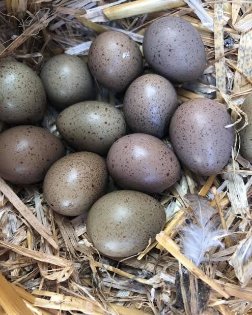 Wanted! Fertile King(Button) Quail eggs | Birds | Gumtree Australia ...