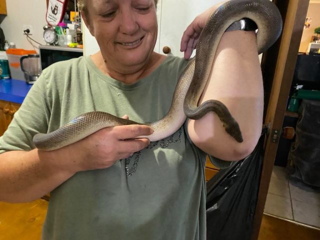 Stimson python and enclosure | Reptiles & Amphibians | Gumtree ...