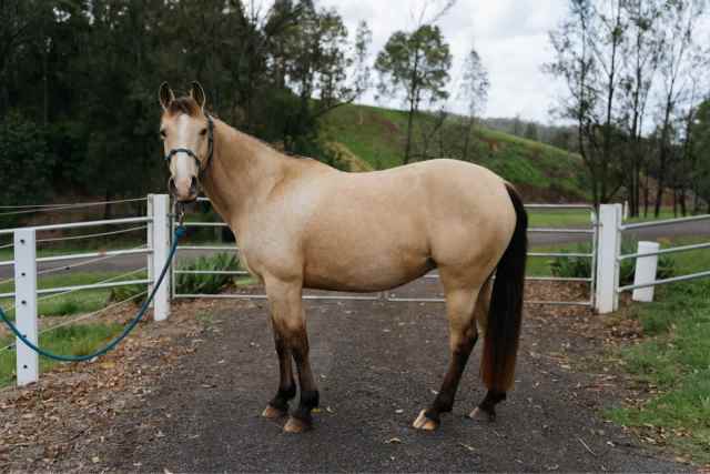 Guy Fawkes Brumby Mare | Horses & Ponies | Gumtree Australia Lismore ...