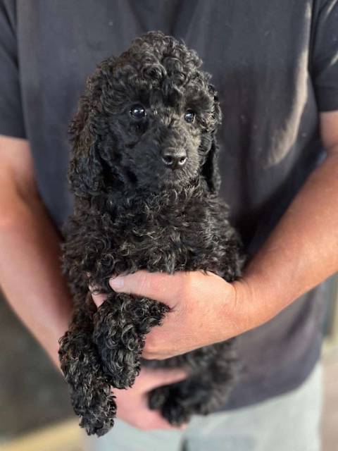 Miniature Poodle Purebred with Papers | Dogs & Puppies | Gumtree ...