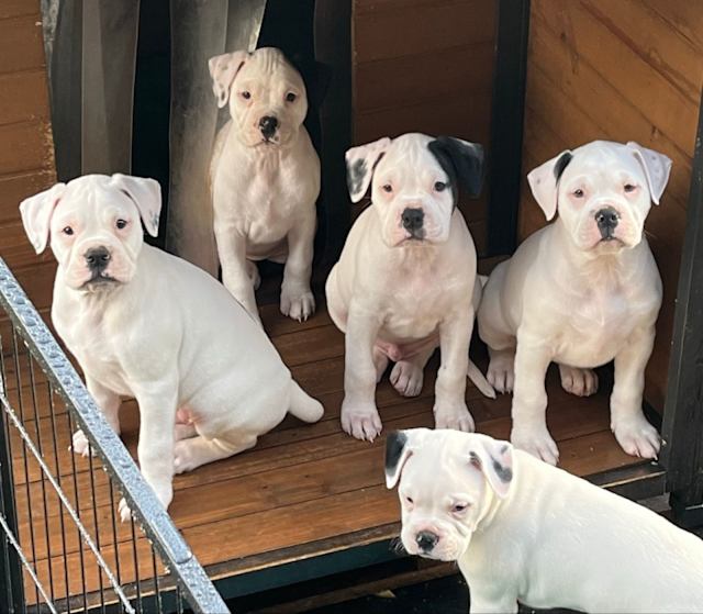 American Bulldog Puppies | Dogs & Puppies | Gumtree Australia Victor ...