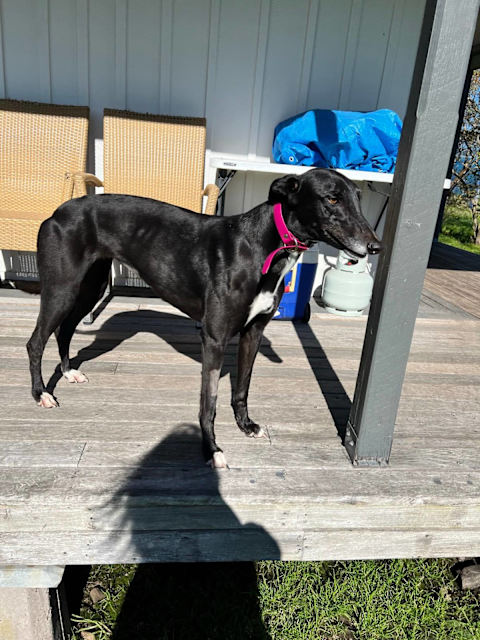 Little Sasha looking for a home | Dogs & Puppies | Gumtree Australia ...