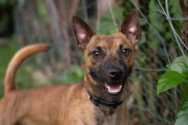 Meet Curtis!! | Dogs & Puppies | Gumtree Australia Cairns City ...